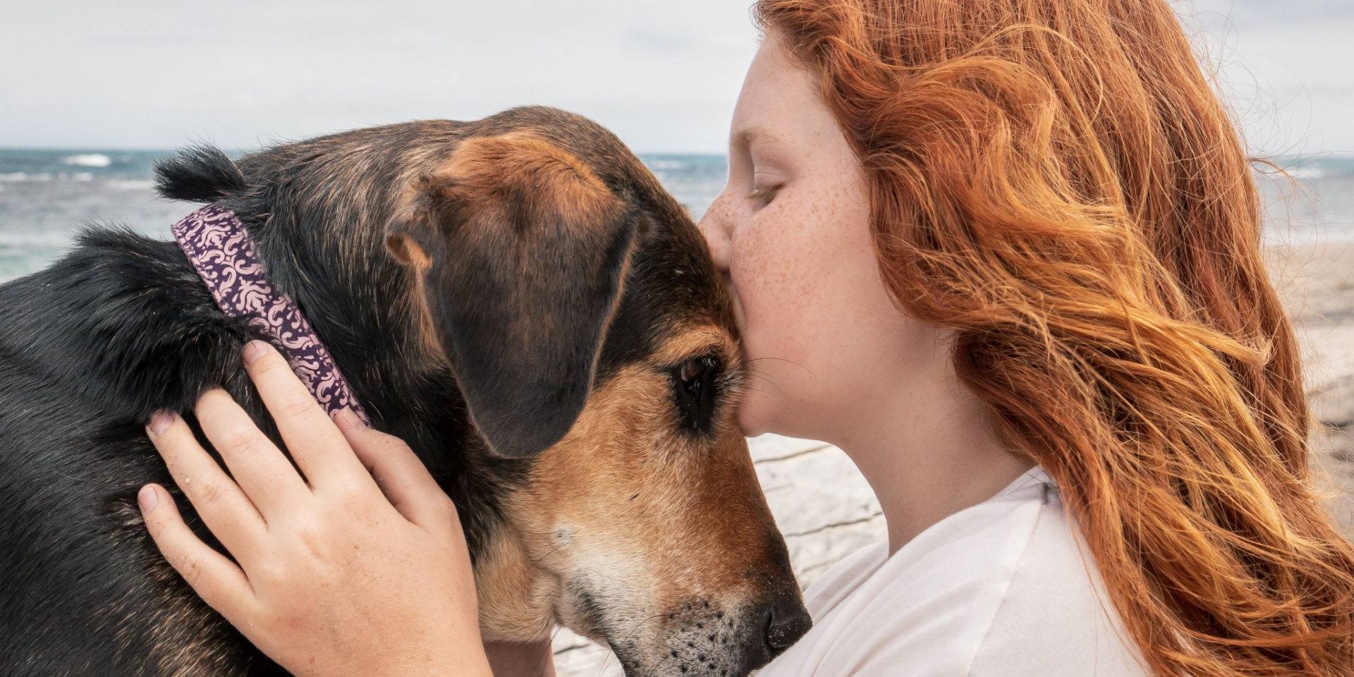 Nuestros compañeros fieles: los perros